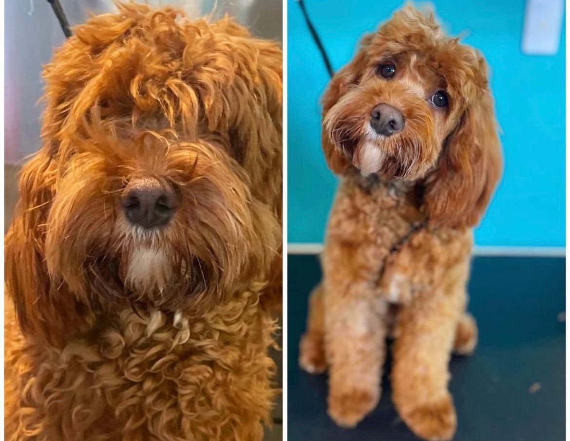 Ooohh Yeah Dog Care - Sydney's Premier Facility