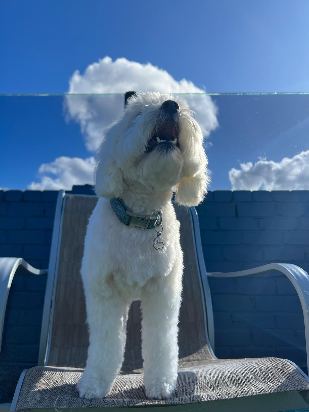 Ooohh Yeah Dog Care - Sydney's Premier Facility