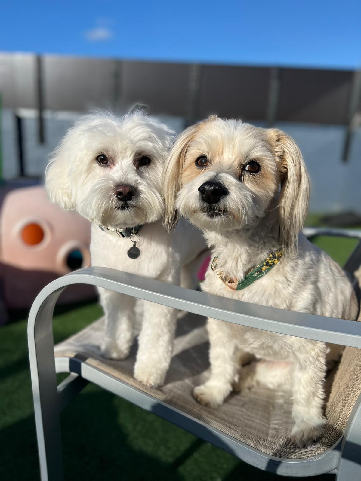 Ooohh Yeah Dog Care - Sydney's Premier Facility