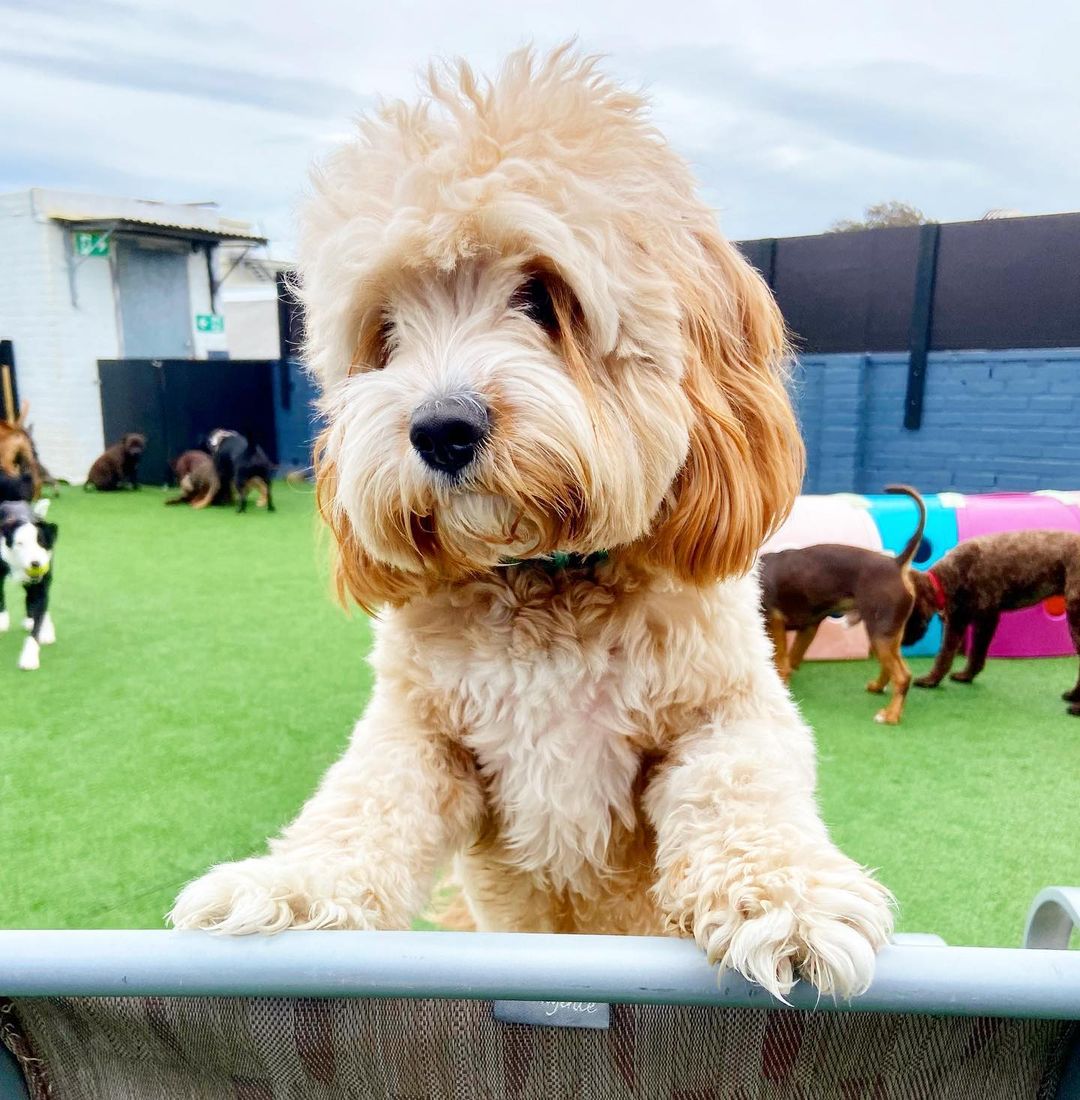 Services - Ooohh Yeah Dog Care - Sydney's Premier Facility