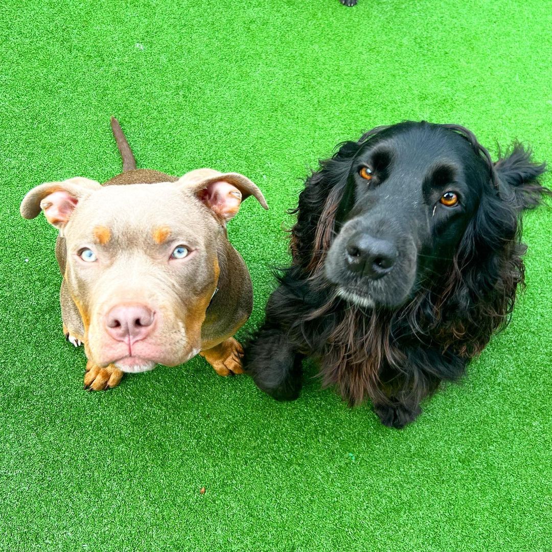 Ooohh Yeah Dog Care - Sydney's Premier Facility