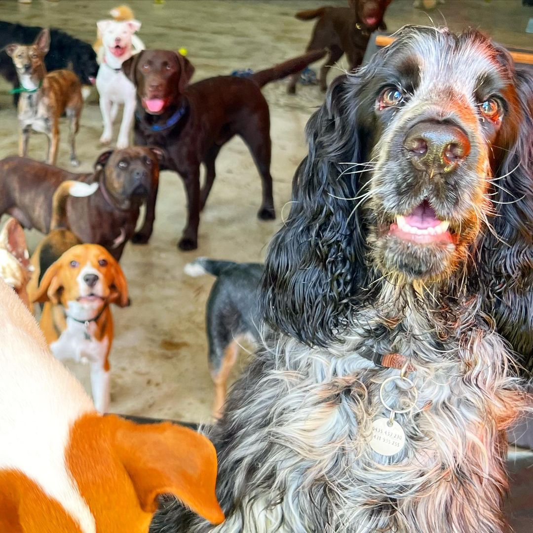 Services - Ooohh Yeah Dog Care - Sydney's Premier Facility