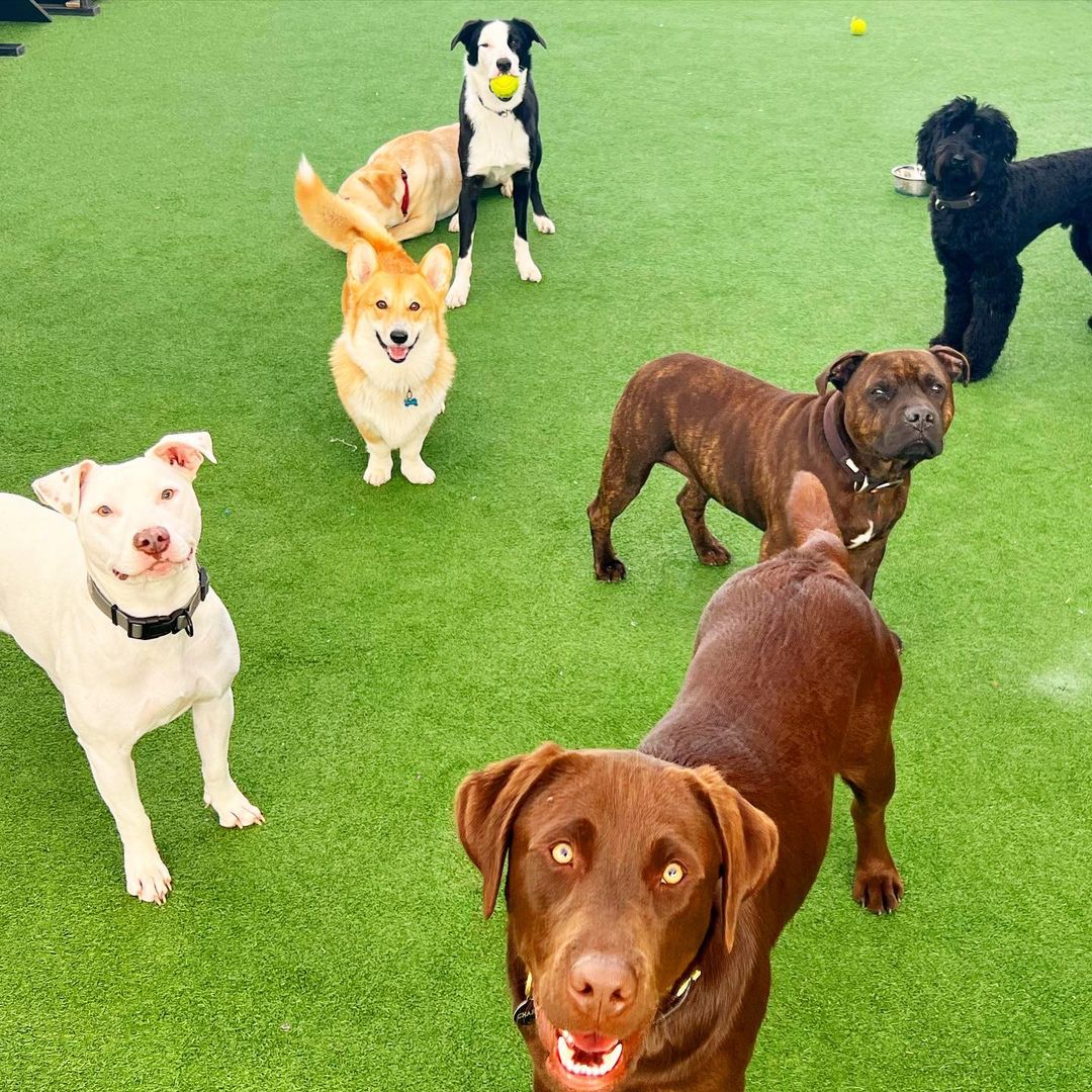 Services - Ooohh Yeah Dog Care - Sydney's Premier Facility