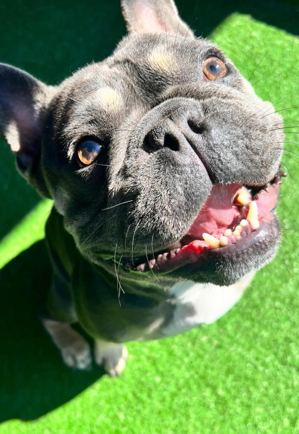 About Us | Ooohh Yeah Dog Care