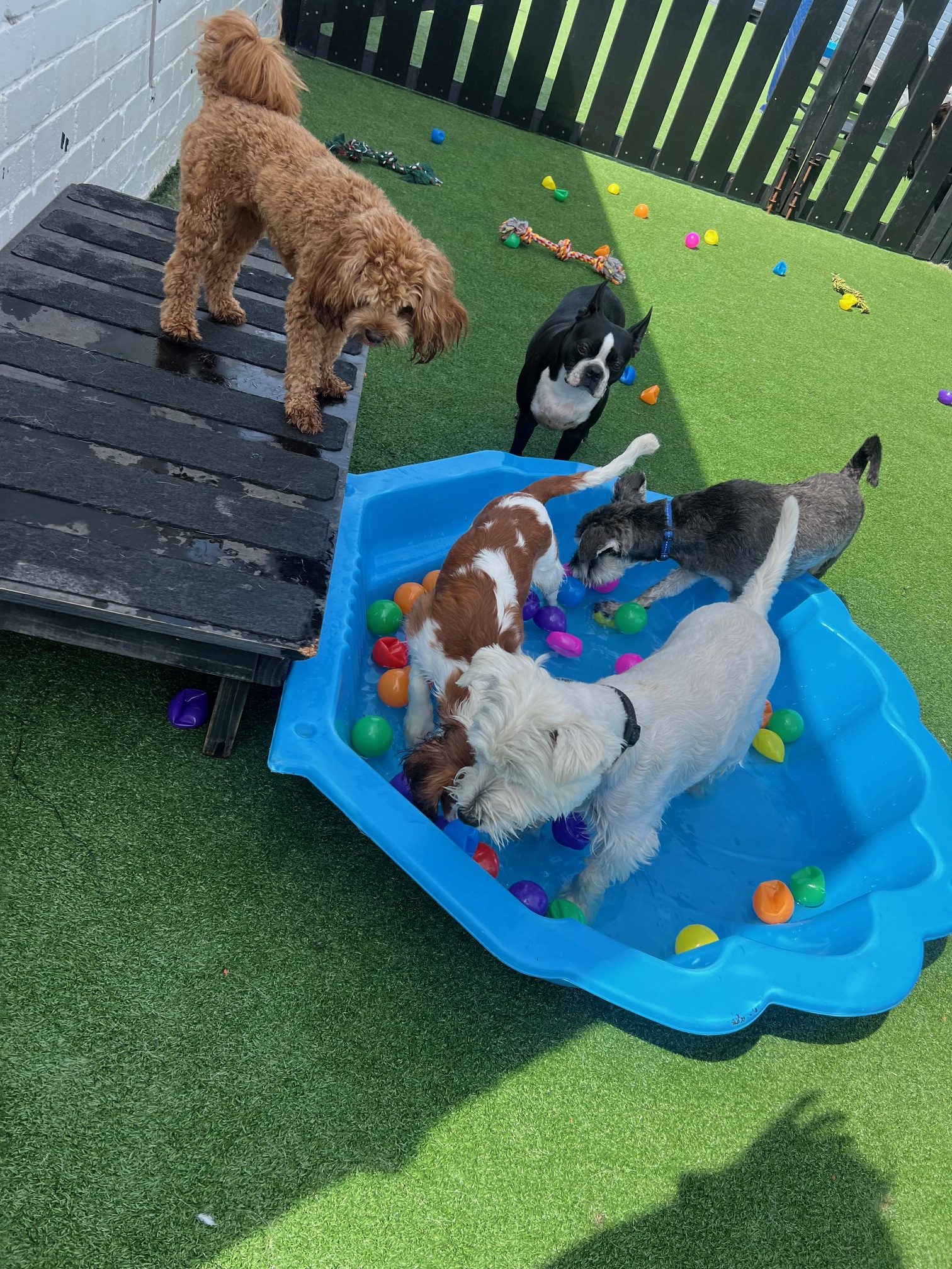 Dog Grooming & Pet Day Care Sydney | Ooohh Yeah Dog Care