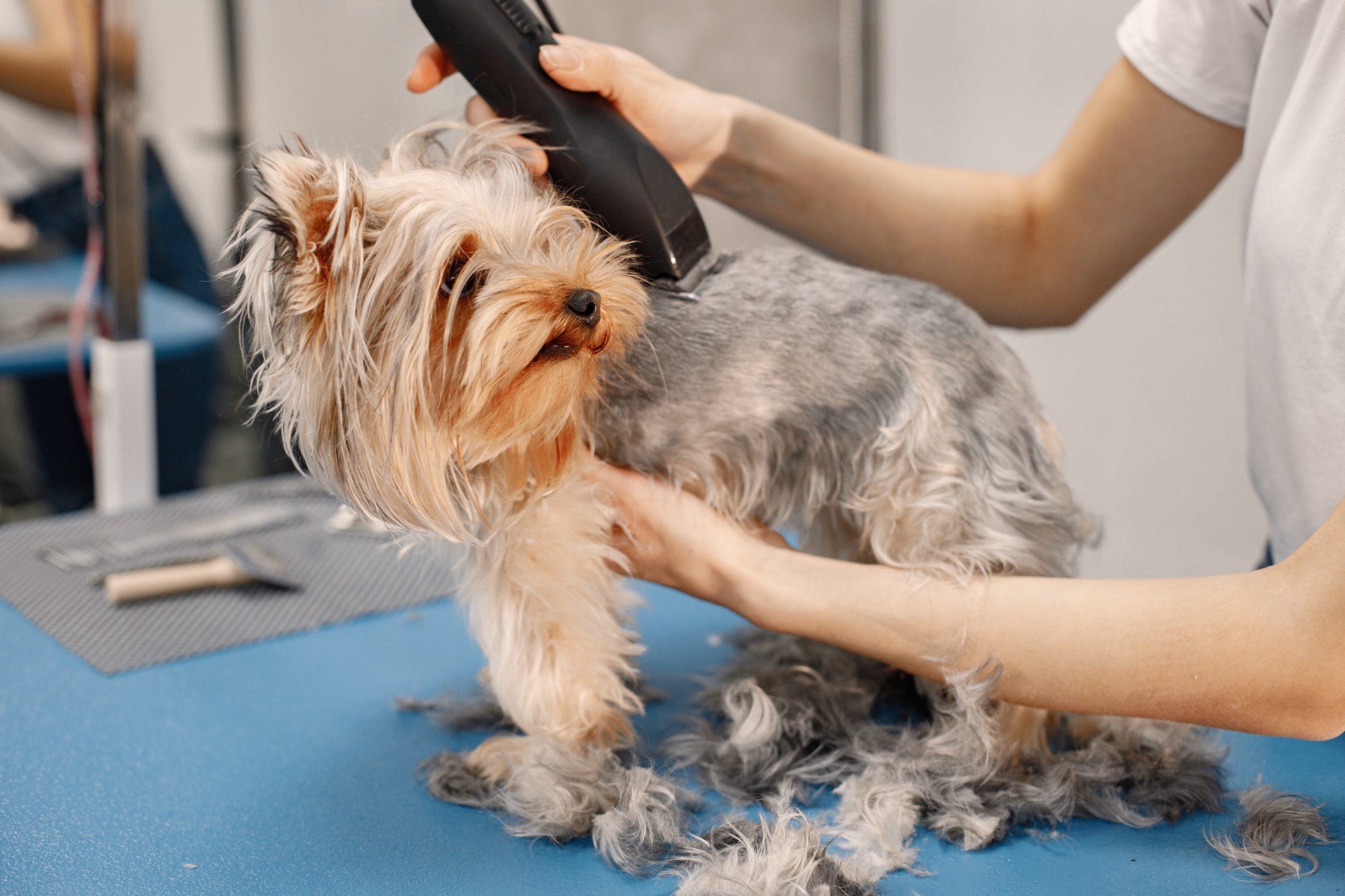 Grooming Tips: A Guide to Best Grooming Practices for Dogs